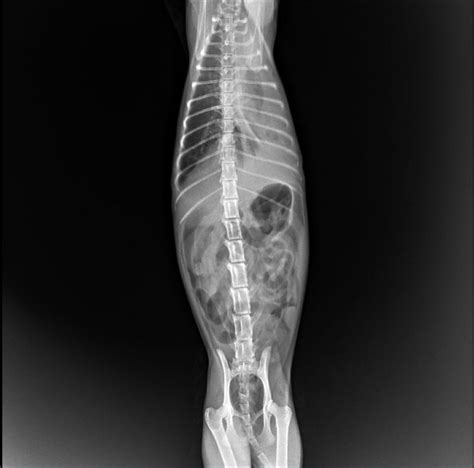 Mina Emil On Linkedin Pyothorax In Stray Cat And This Pus Was Taken By