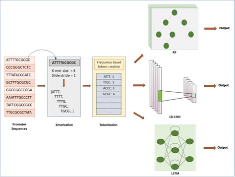 Comparison Of Machine Learning And Deep Learning Techniques In Promoter Prediction Across
