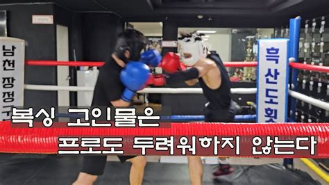복싱 고인물들은 프로도 두려워하지 않는다 Boxing 복싱 권투 스파링 챔피언 복싱다이어트 유산소운동 맨몸운동 Mma 제이나인 장정구 복싱스파링