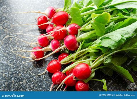 The First Fresh Red Radish Vegetables From The Vegetable Garden Are On
