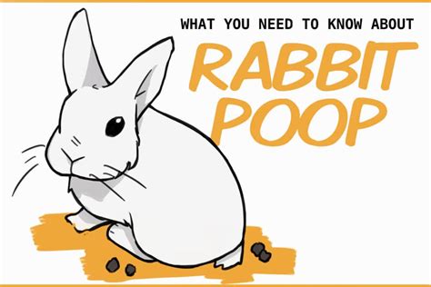 Rabbits Farts Should You Be Concerned