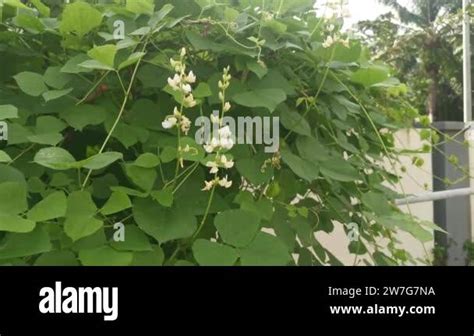 Climbing Bean Plant Stock Videos And Footage Hd And 4k Video Clips Alamy