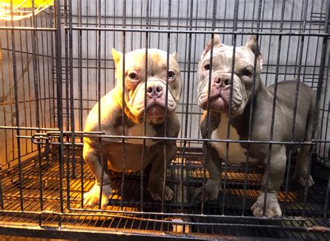 아메리칸불리분양및교배 Band Page