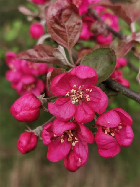 봄에 활짝 핀 분홍 사과꽃 · 무료 스톡 사진
