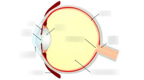 Eye Diagram Quizlet
