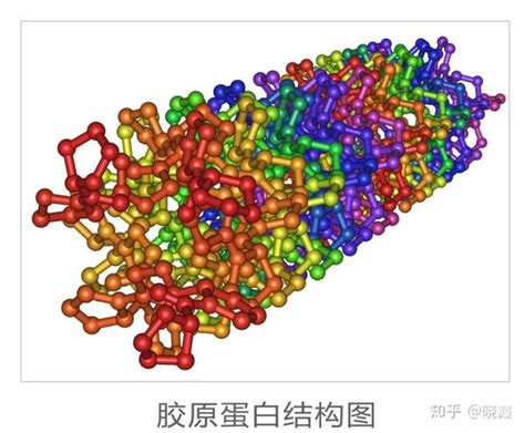 胶原蛋白是什么胶原蛋白有什么效果呢 知乎