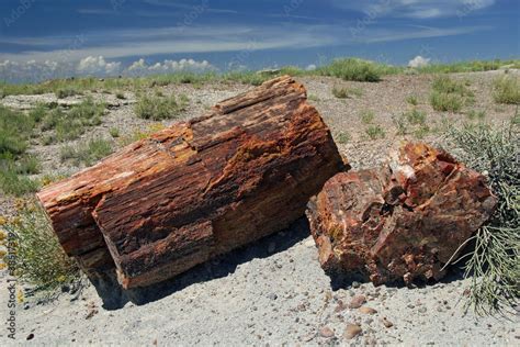 225 Million Year Old Fossilized Tree Trunks From The Late Triassic