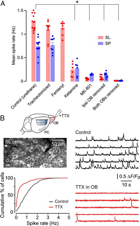 Figure 2 From Spontaneous Activity In The Piriform Cortex Extends The