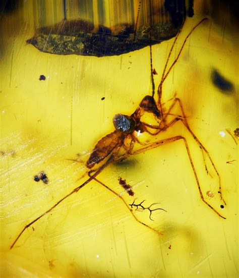 Very Rare Extinct Roach Nymph In Burmese Amber Etsy