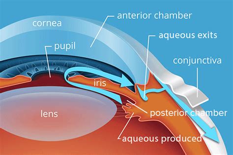 Intraocular Pressure Graph