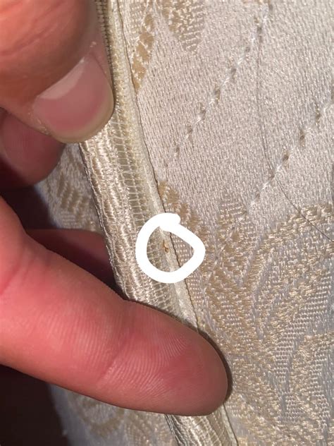 Is This A Bed Bug Shell Rwhatsthisbug