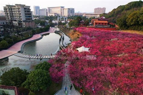 江西九江梅花绽放 乐享春光 人民图片网