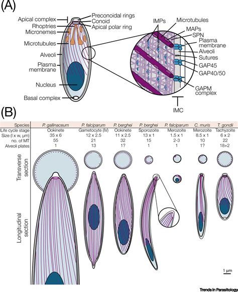 Apicomplexan Life Cycle