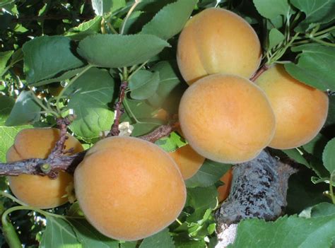 Apricot Moorpark Std Root Otto And Sons Nursery