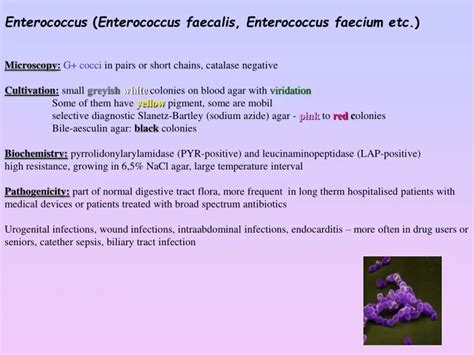 Ppt Enterococcus Enterococcus Faecalis Enterococcus Faecium Etc