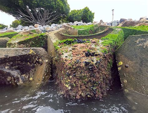 Planning Infrastructure As Habitat For Biodiversity Econcrete
