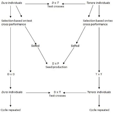 2 Reciprocal Recurrent Selection For Oil Palm Breeding Download