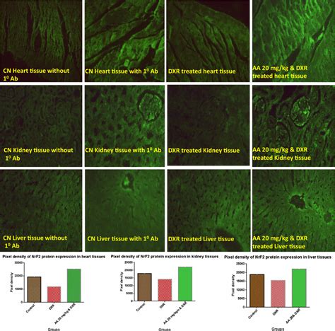Aa Shows The Significant Increase In Nrf2 Protein Expression In Heart Download Scientific