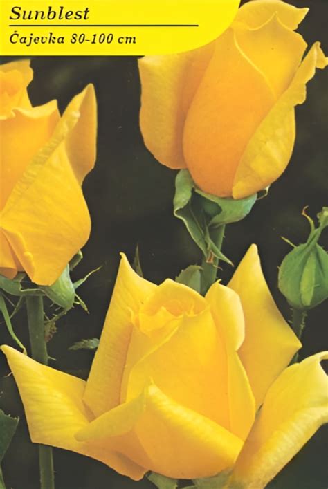 Katalog Naših Ruža Rasadnik Ruža Milosavljević