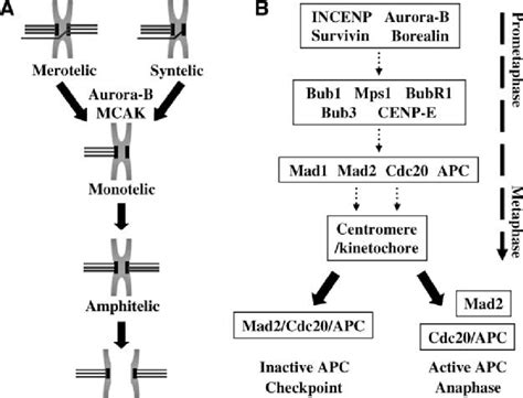 Aurora B Regulates Chromatid Separation A Aurora B Guarantees Proper Download Scientific
