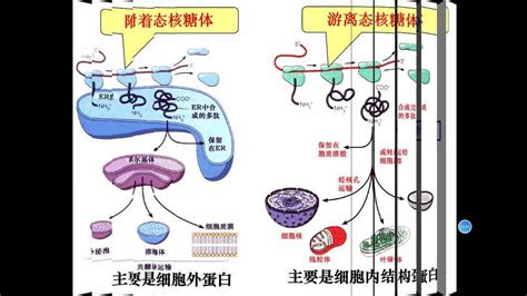 分泌蛋白合成及运输腾讯视频