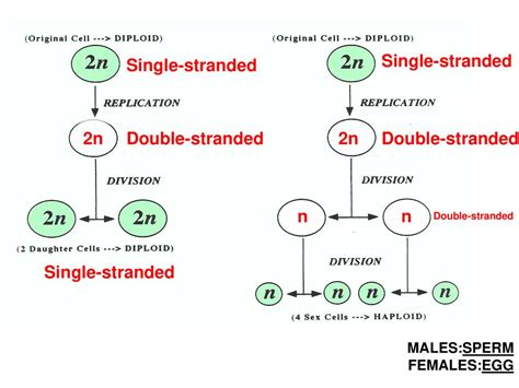REPRODUCTION BY SEXUAL MEANS Ppt Download