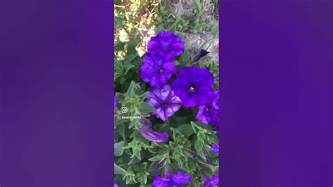 Петуния Шок Вейв Деним😍 #петуния #petunia - YouTube
