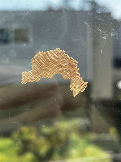 Tiny Eggs On Second Story Window San Diego Ca Rwhatsthisbug