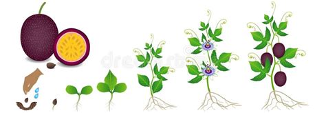 Flower Passion Vine Stock Illustrations 659 Flower Passion Vine Stock
