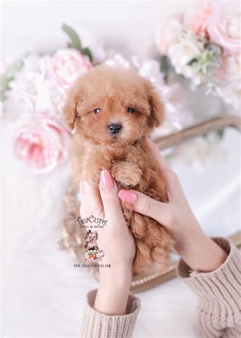 Teacup And Toy Poodle Puppies Teacup Puppies And Boutique