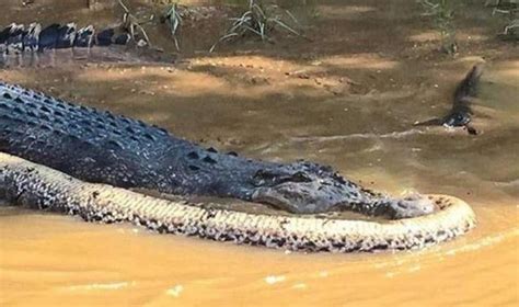 A Saltwater Crocodile With Reticulated Python Prey Rhardcorenature