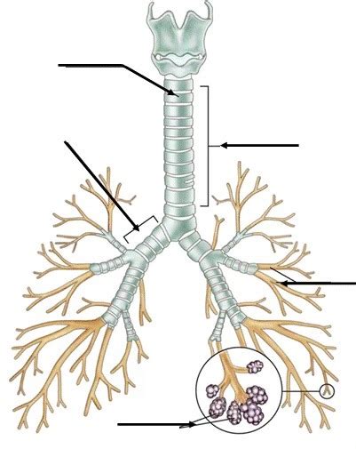 Diagram Of The Respiratory Tree Diagram Quizlet