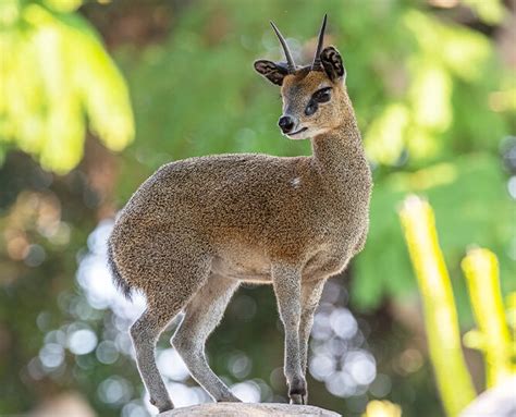 Klipspringer San Diego Zoo