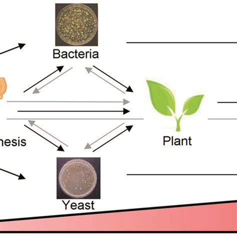 Schematic Representation Of The Combinatorial Biosynthesis Approach Download Scientific