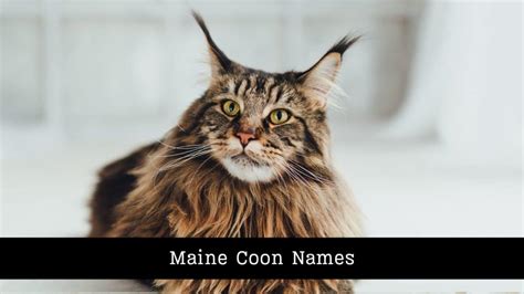 80 Names For Cats With Spots And Speckles