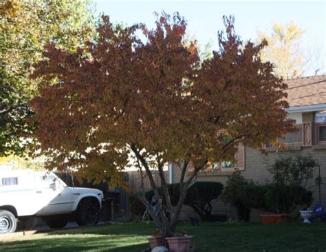 Maple Ginnala Flame Amur