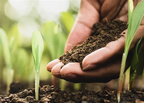 Desertification Causes Effects And Solutions