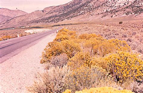 Rabbitbrush Chrysothamnus Spp Pacific Northwest Pest Management