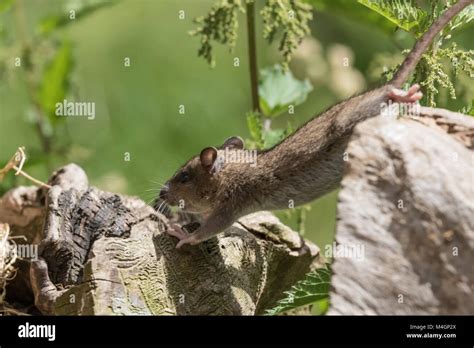 Jumping Mouse Hi Res Stock Photography And Images Alamy