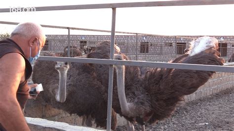 «Ասում են՝ եղունգ ունես գլուխդ քորի ֆերմեր Արմենակ Ասատրյան Youtube