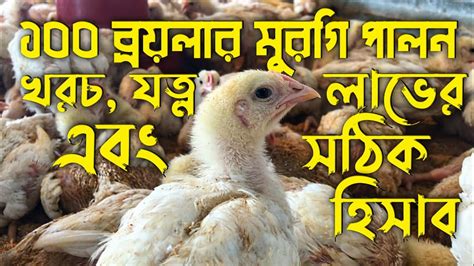 ১০০ ব্রয়লার মুরগি পালন খরচ যত্ন লাভের সঠিক হিসাব পোলট্রি ফার্ম মুরগির খামার Youtube