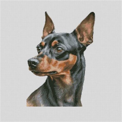 Miniature Pinscher Size Chart