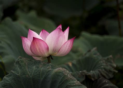 로터스 꽃 핑크 Pixabay의 무료 사진 Pixabay