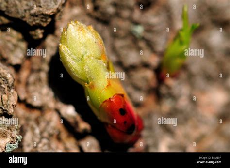 Spring Bud On A Tree Trunk Stock Photo Alamy