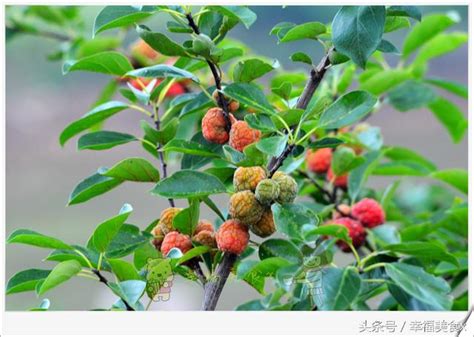 農村山坡上的這種「野荔枝」，你吃過沒有？味道蠻特殊的！ 每日頭條