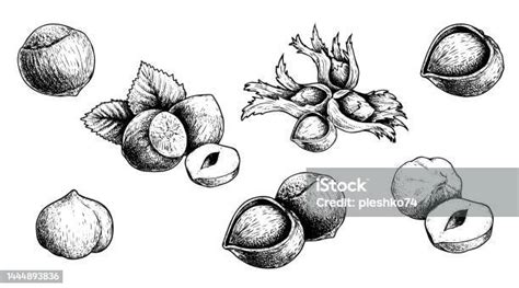 헤이즐넛 세트 손으로 그린 스케치 스타일 숲 견과류 컬렉션 유기농 건강 식품 포장 디자인에 가장 적합합니다 새겨진 스타일 흰색 배경에 격리 가을에 대한 스톡 벡터 아트 및