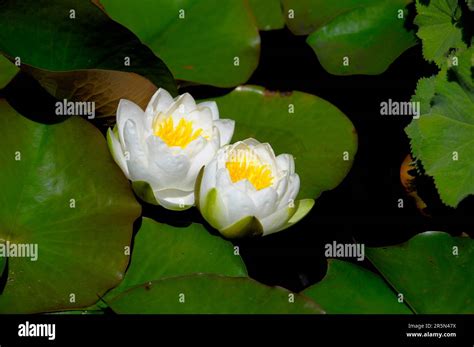 European White Water Lily Nymphaea Alba Flowering In The Garden Pond