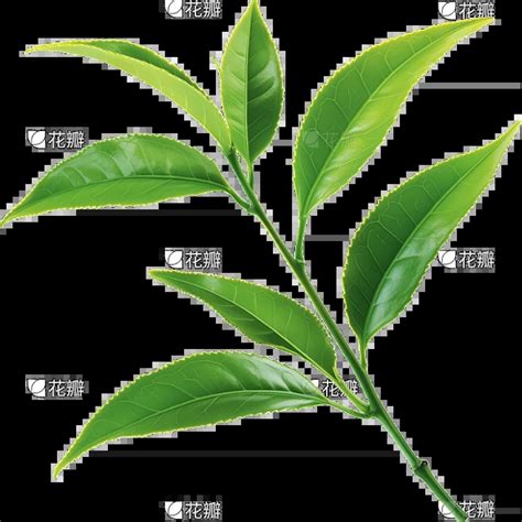 植物系列写实茶叶枝叶元素素材 花瓣网