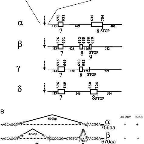 A Exon Intron Structure Of Mouse Variant Sequences Exon And Intron Download Scientific