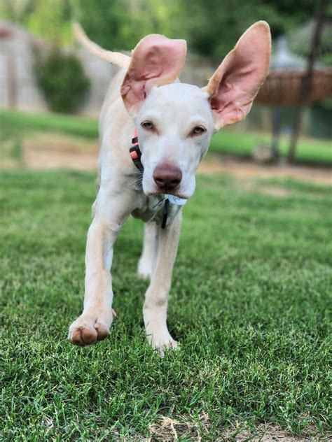 Pearl Just Living Her Best Life Rweimaraner